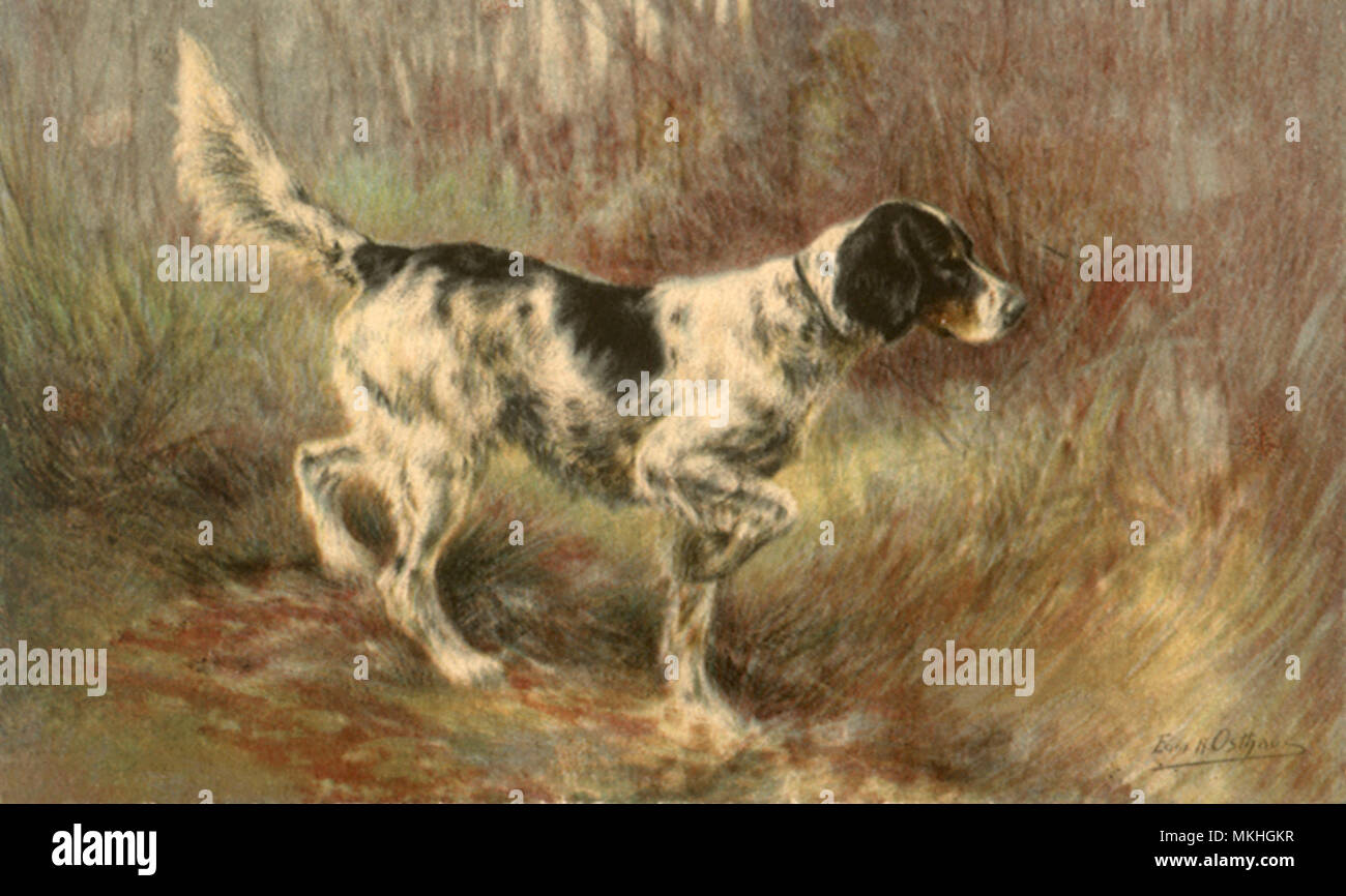 Vintage pointer dog hi-res stock photography and images - Alamy