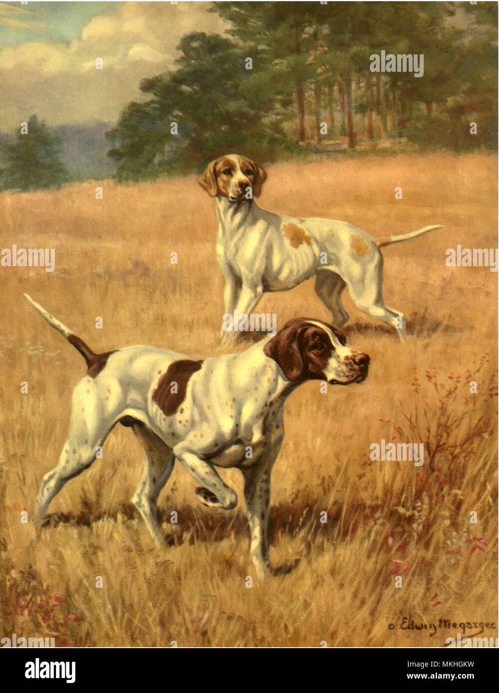 Two Pointers in a Field of Dry Grass Stock Photo - Alamy