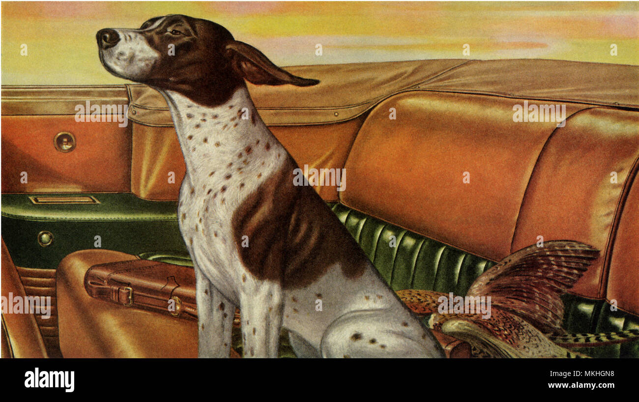 Dog Riding in Car Stock Photo - Alamy