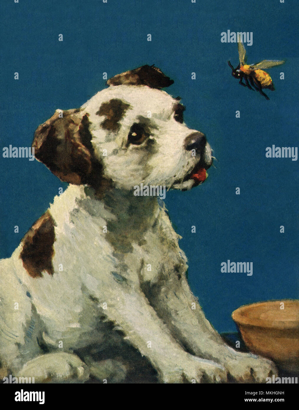 Puppy Fascinated by Bee Stock Photo - Alamy