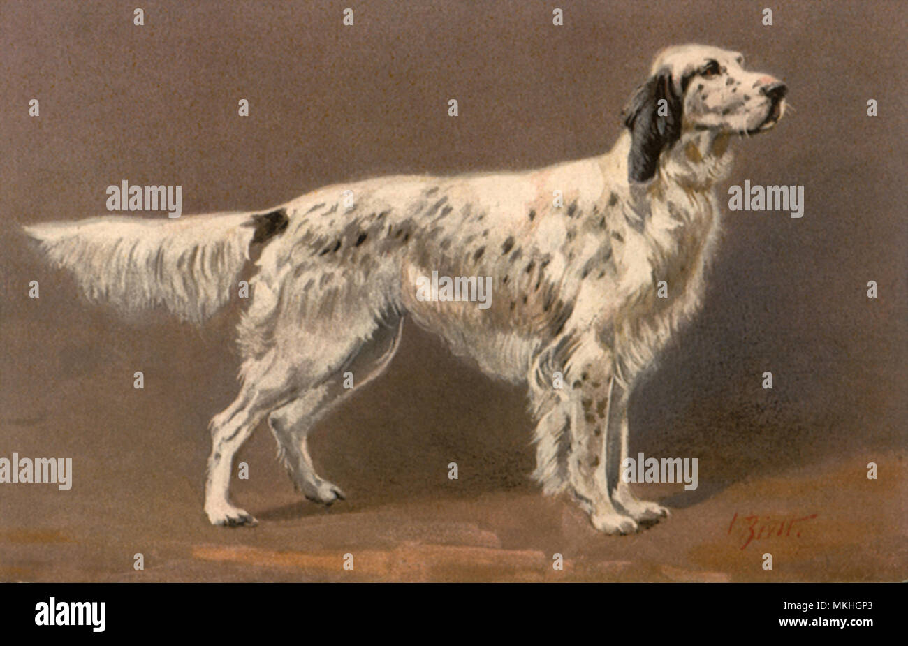 Vintage pointer hi-res stock photography and images - Alamy