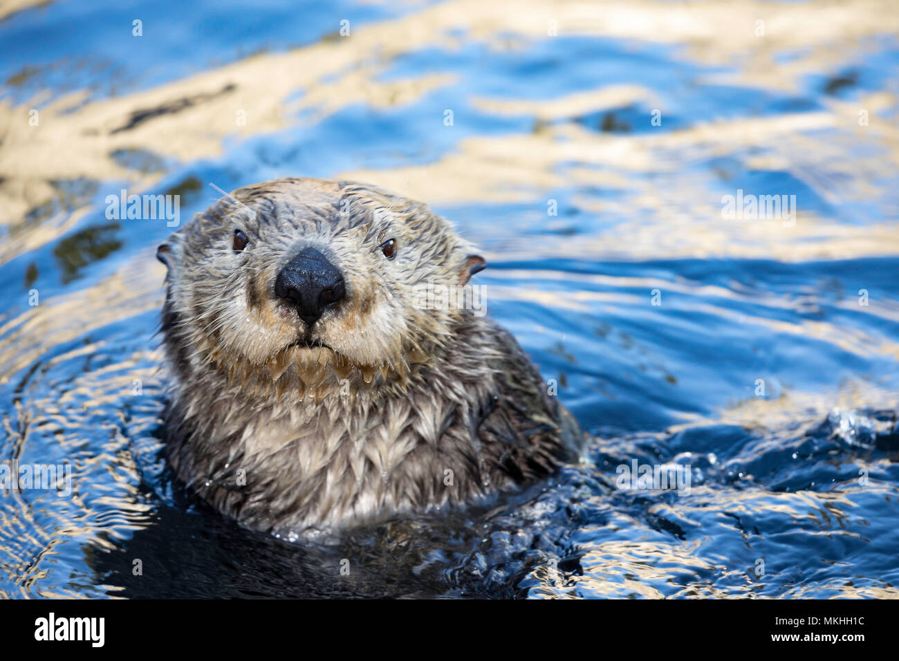 California sea otter hi-res stock photography and images - Alamy