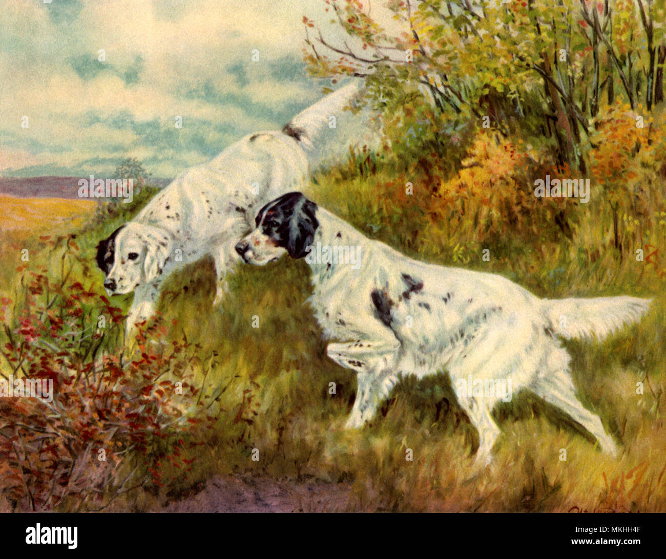 Pointers dog hi-res stock photography and images - Alamy