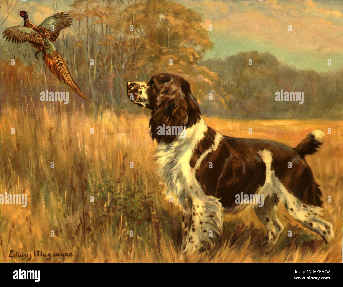 Pheasant and Spaniel Stock Photo - Alamy