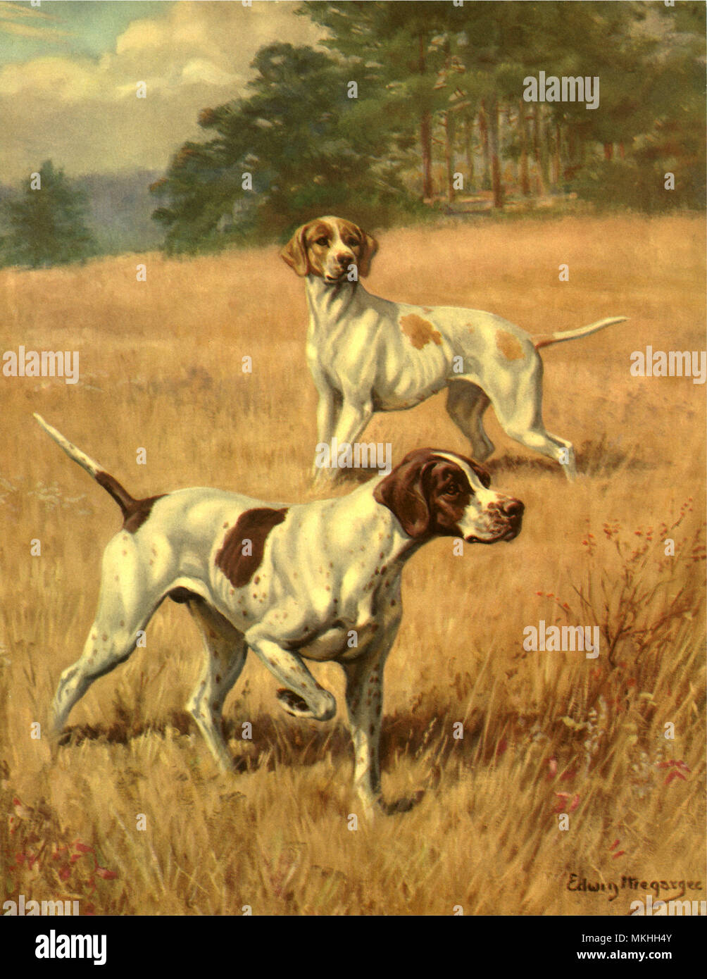 Pointers in Field Stock Photo - Alamy