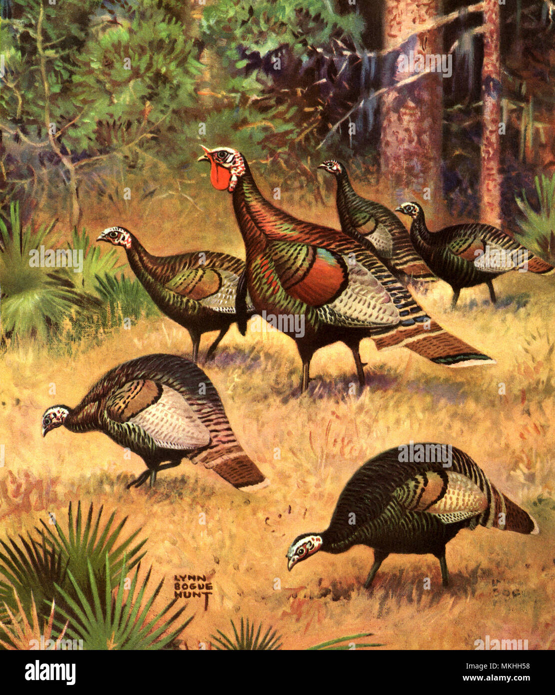 American turkeys hi-res stock photography and images - Alamy
