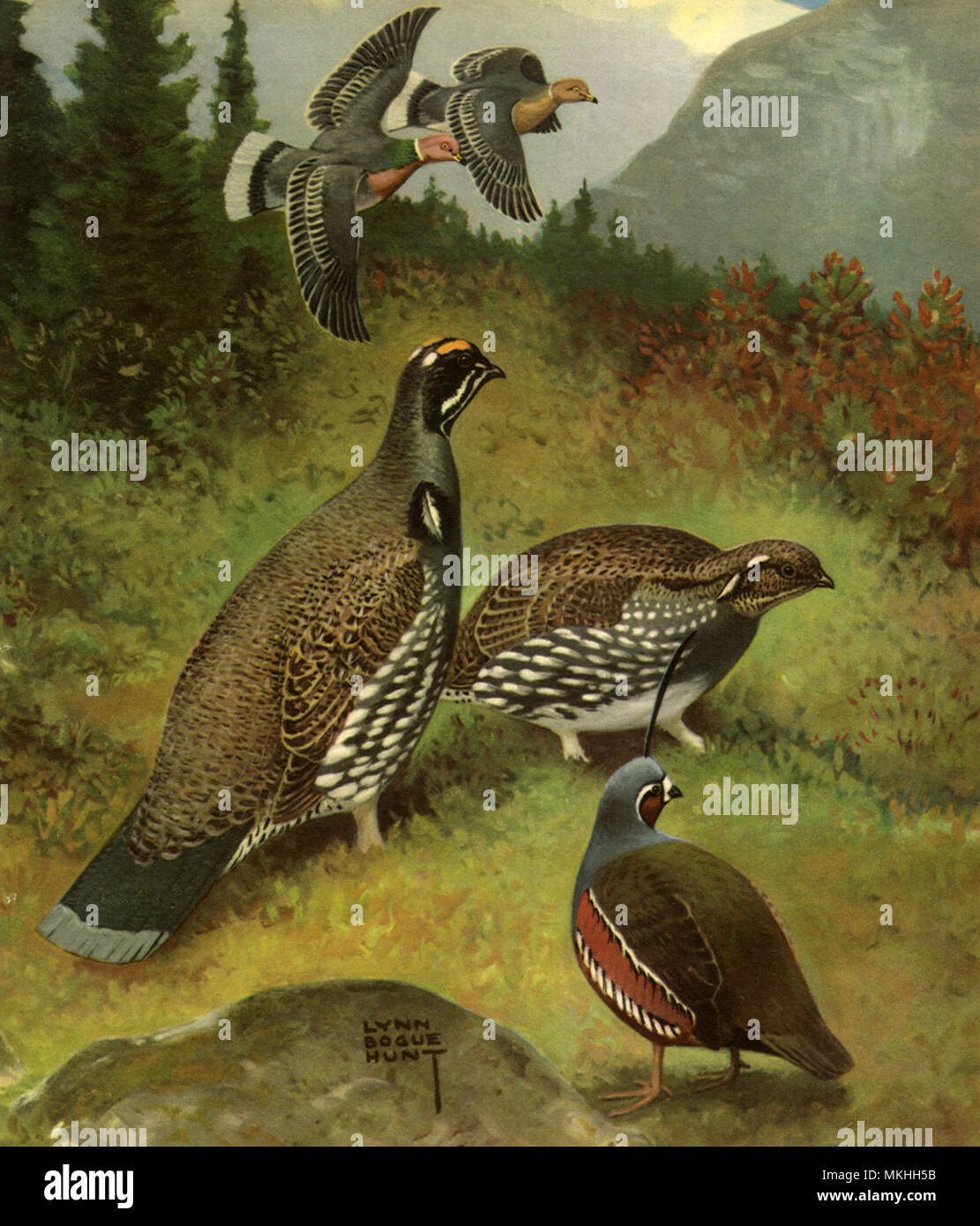 Pigeon, Grouse, Quail Stock Photo - Alamy