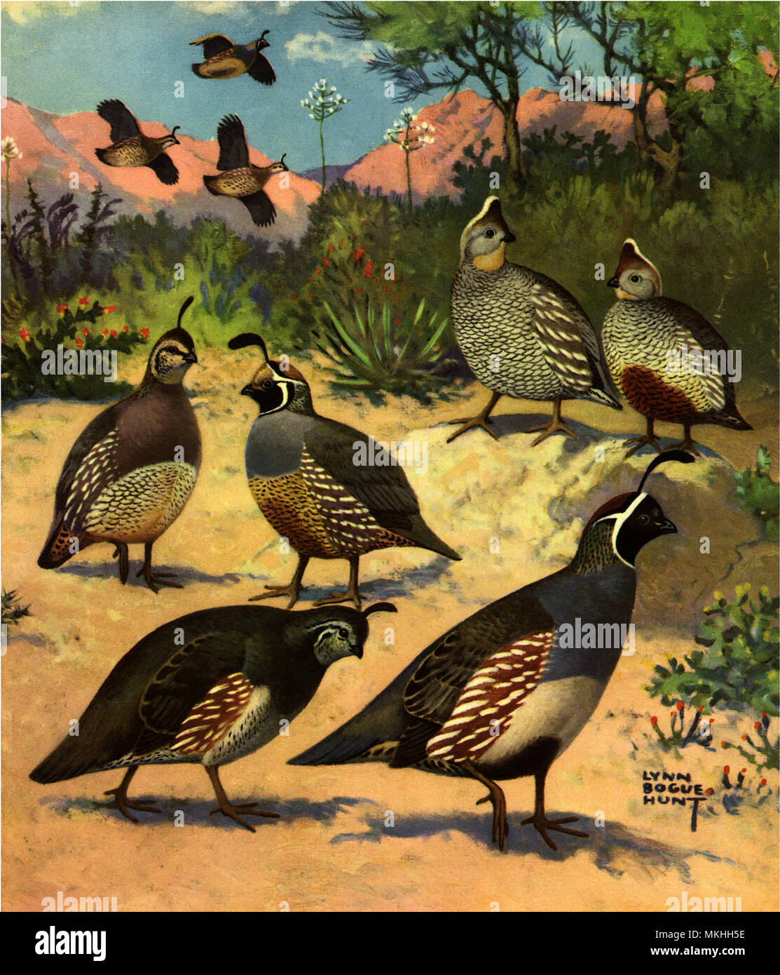 Lynn bogue hunt hi-res stock photography and images - Alamy