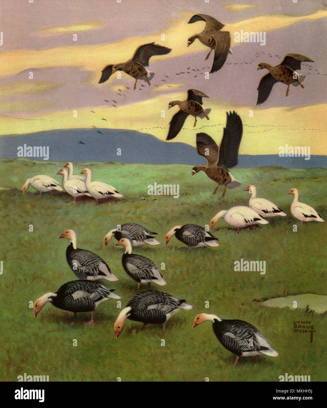 American geese hi-res stock photography and images - Alamy