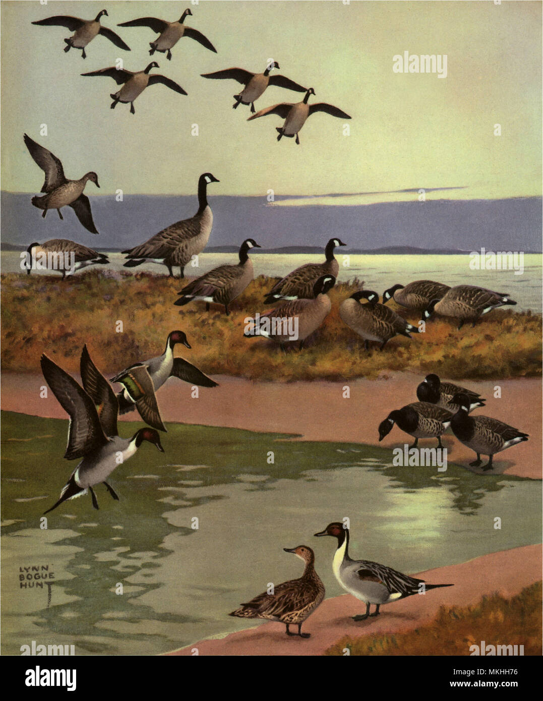 Canadian geese brant geese hi-res stock photography and images - Alamy