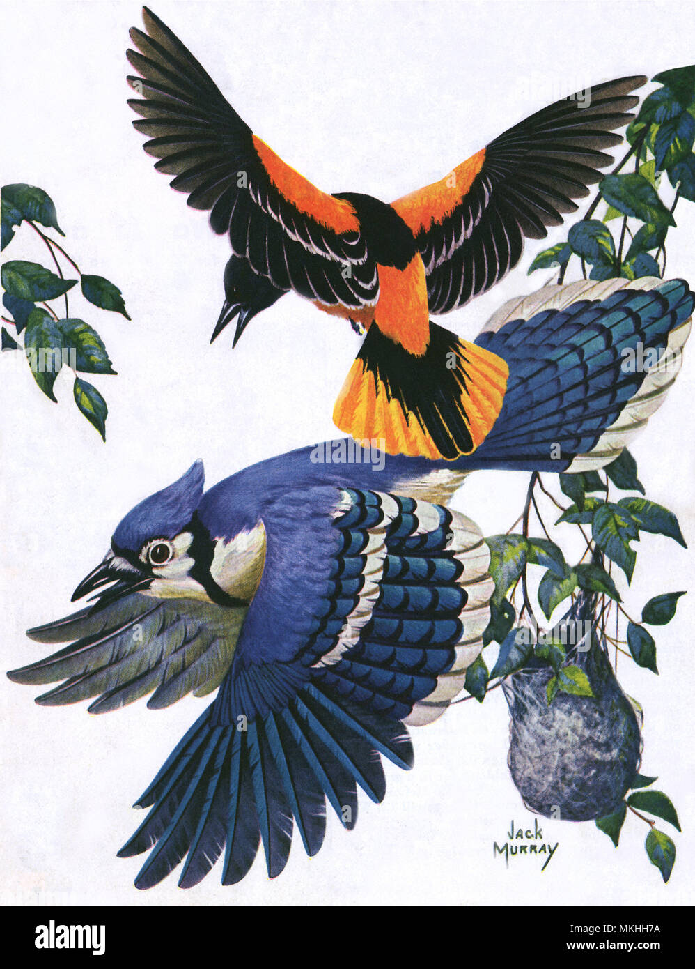 Two Birds Flying Stock Photo - Alamy