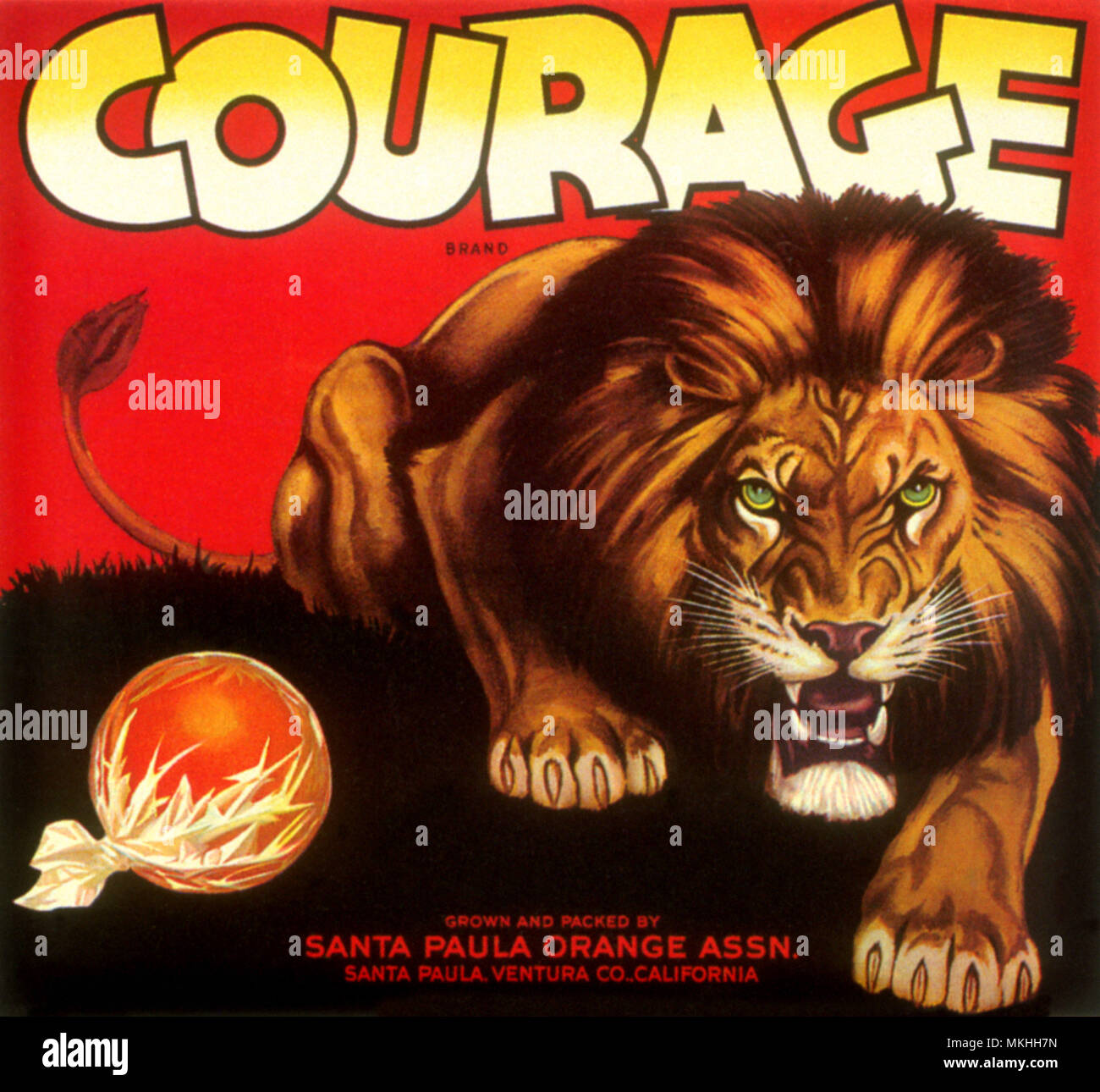 Crouching Lion High Resolution Stock Photography and Images - Alamy