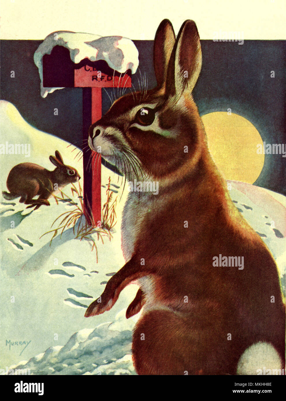 Two rabbits snow hi-res stock photography and images - Alamy