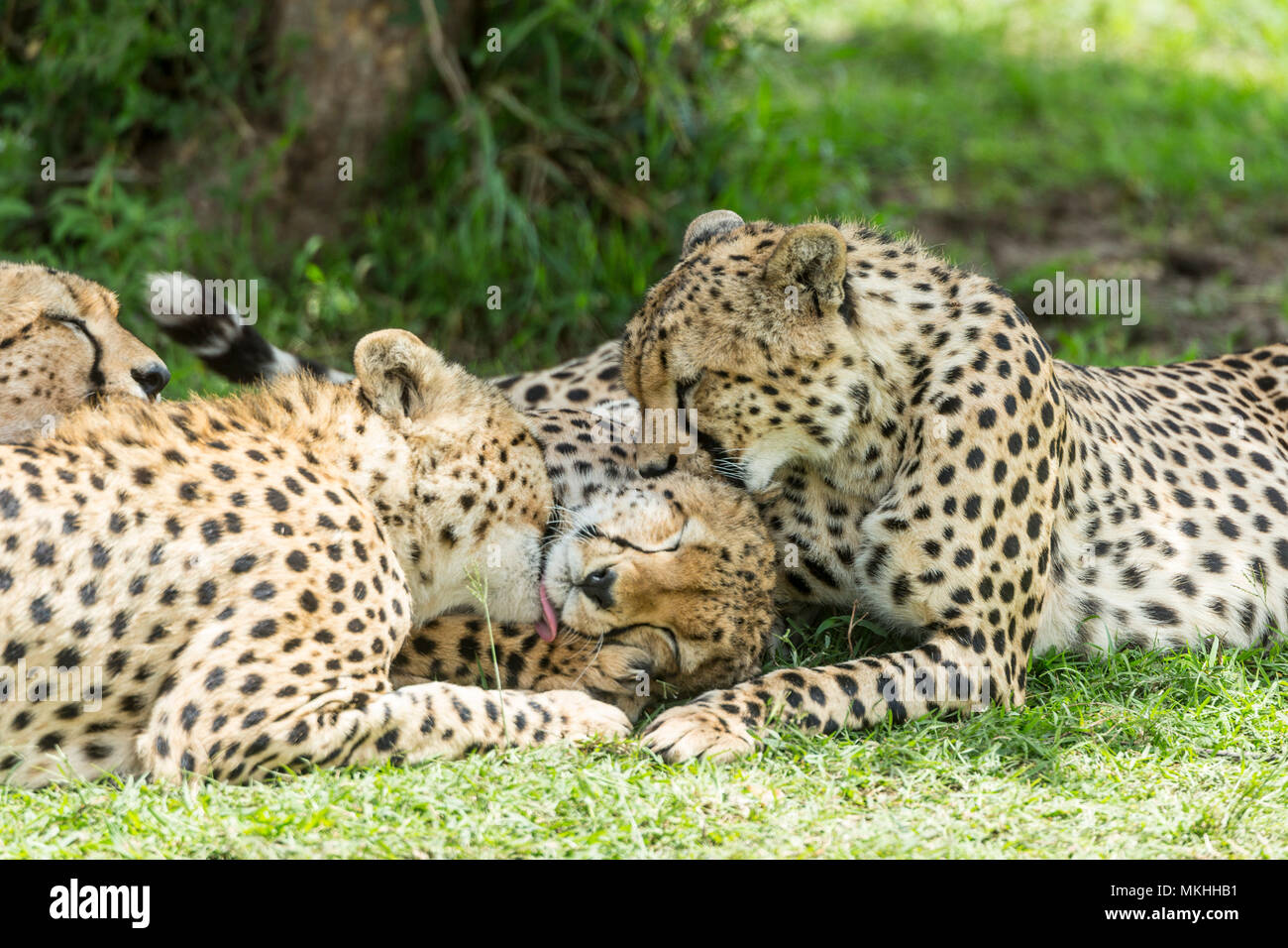 Cheetah fighting hi-res stock photography and images - Alamy