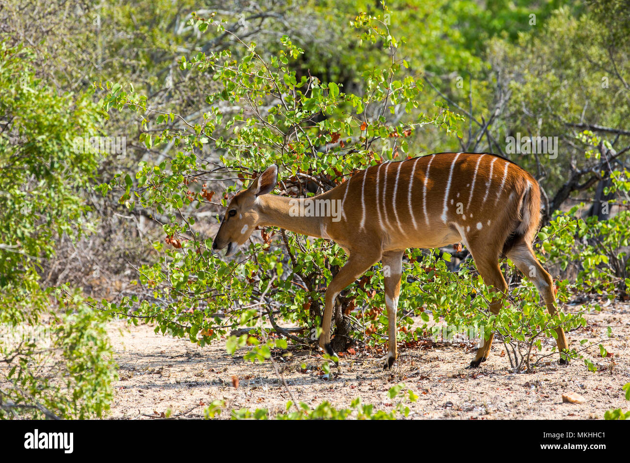 Tragelaphus angasii hi-res stock photography and images - Alamy