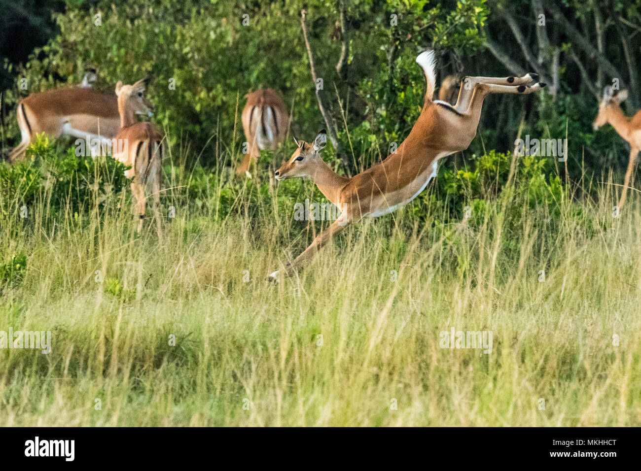 Leaping impala hi-res stock photography and images - Alamy
