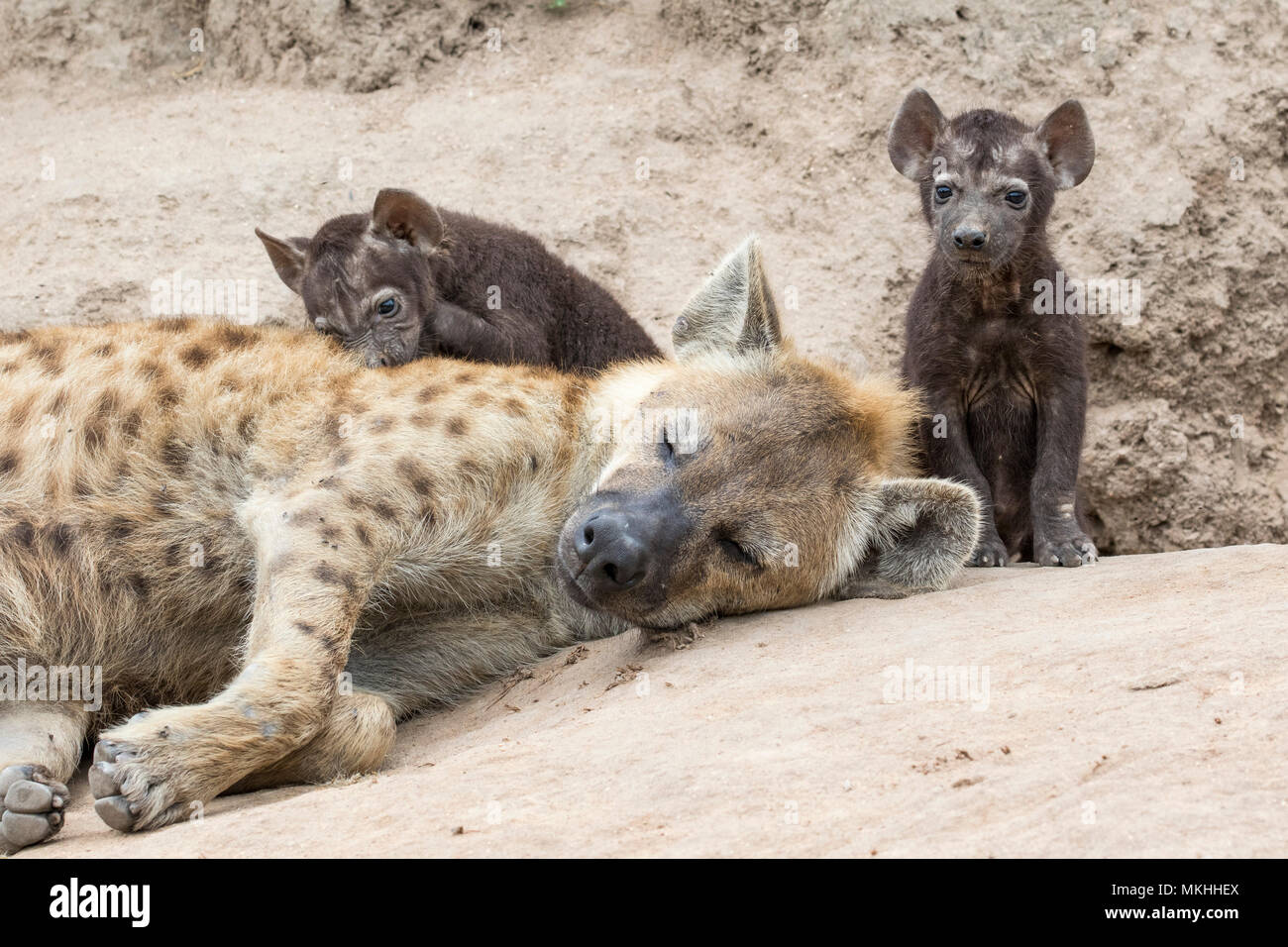 Spotted hyena (Crocuta crocuta), mother and young at the burrow, Sabi ...