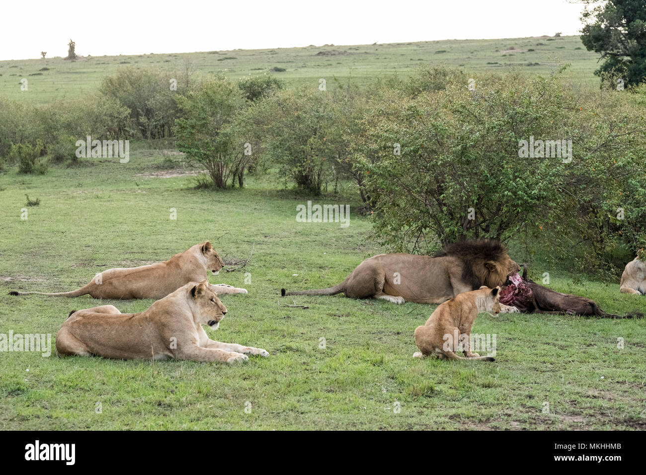 Lion (Panthera leo), male eating a wildebeest and lionesses waiting ...