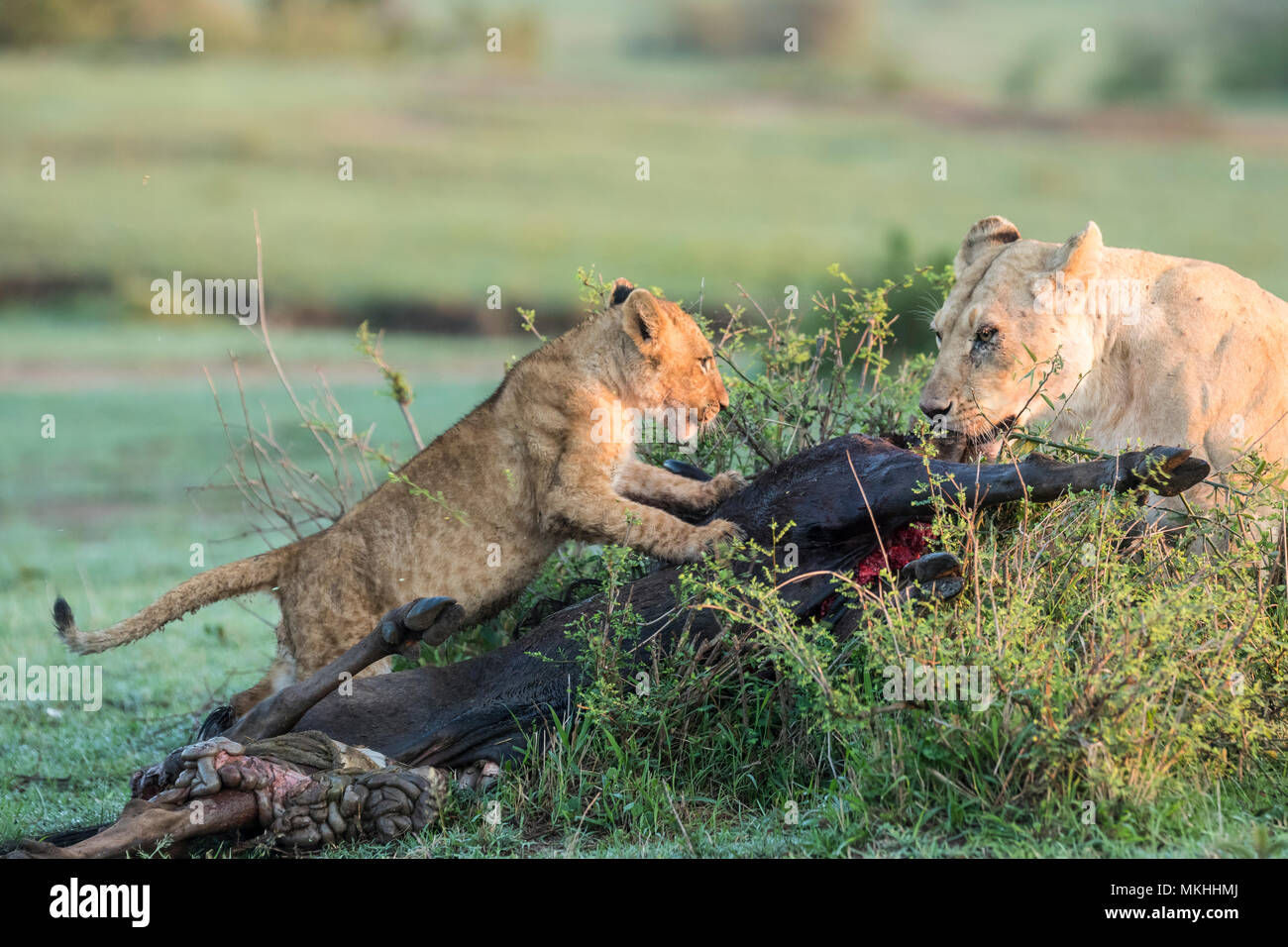 Lion (Panthera leo), lioness eating a wildebeest with cub, Masai-Mara ...