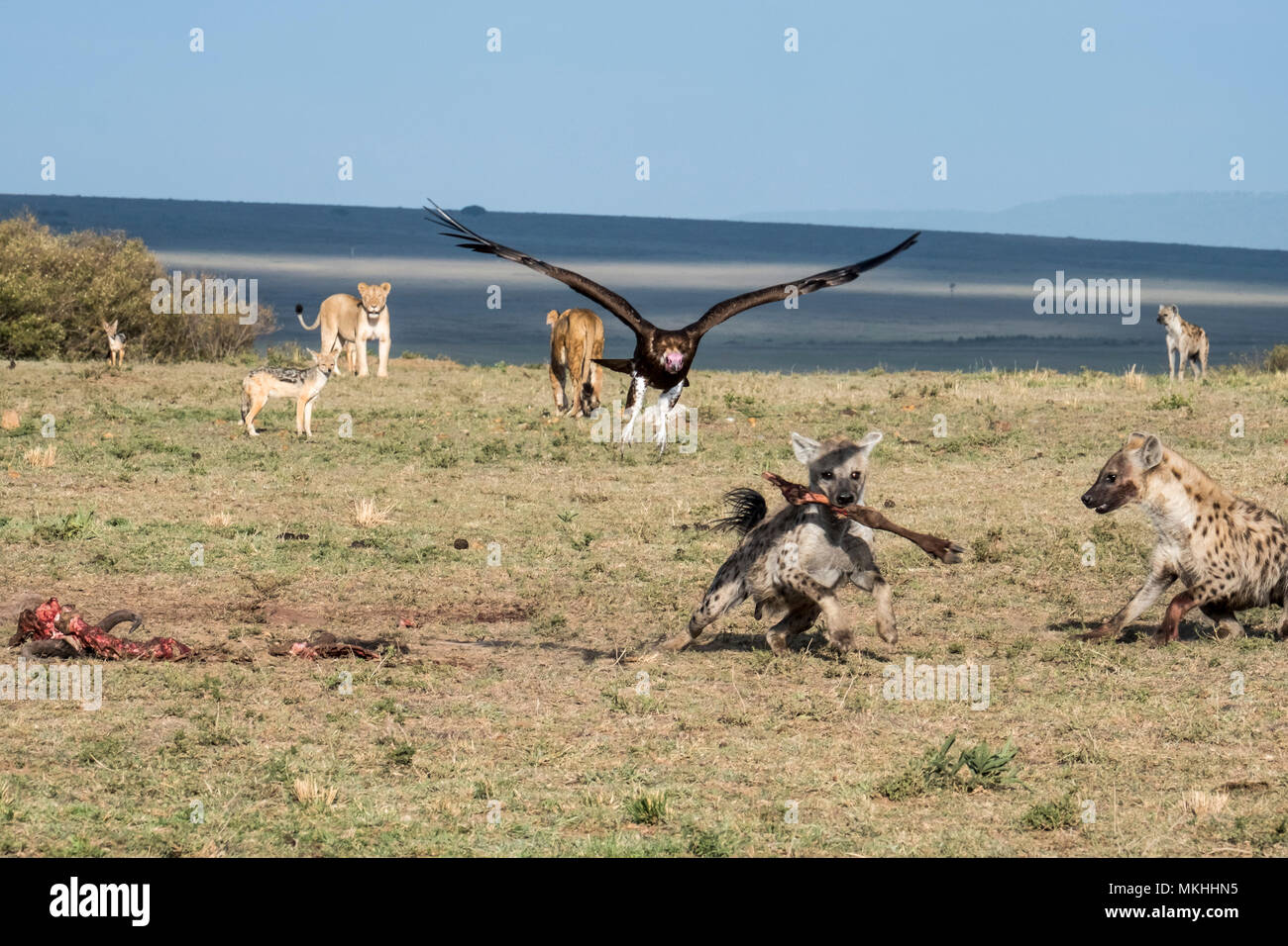 Hyena jackals prey hi-res stock photography and images - Alamy