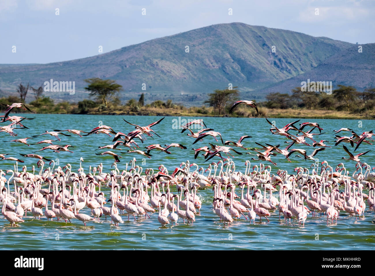 Lesser Flamingo (Phoeniconaias minor) and Greater Flamingo ...