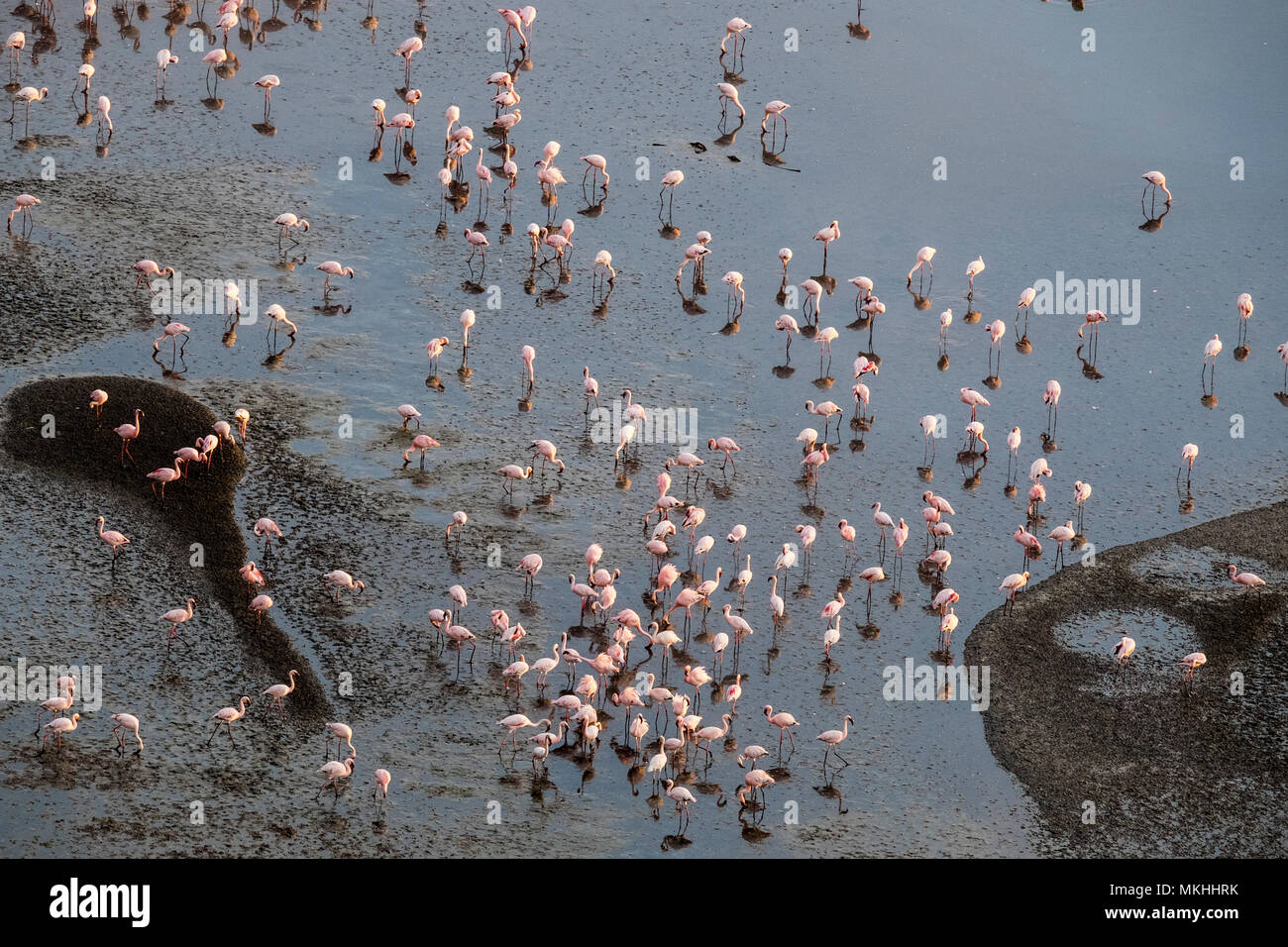 Lesser Flamingo (Phoeniconaias minor), aerial view at dawn, Lake Magadi ...