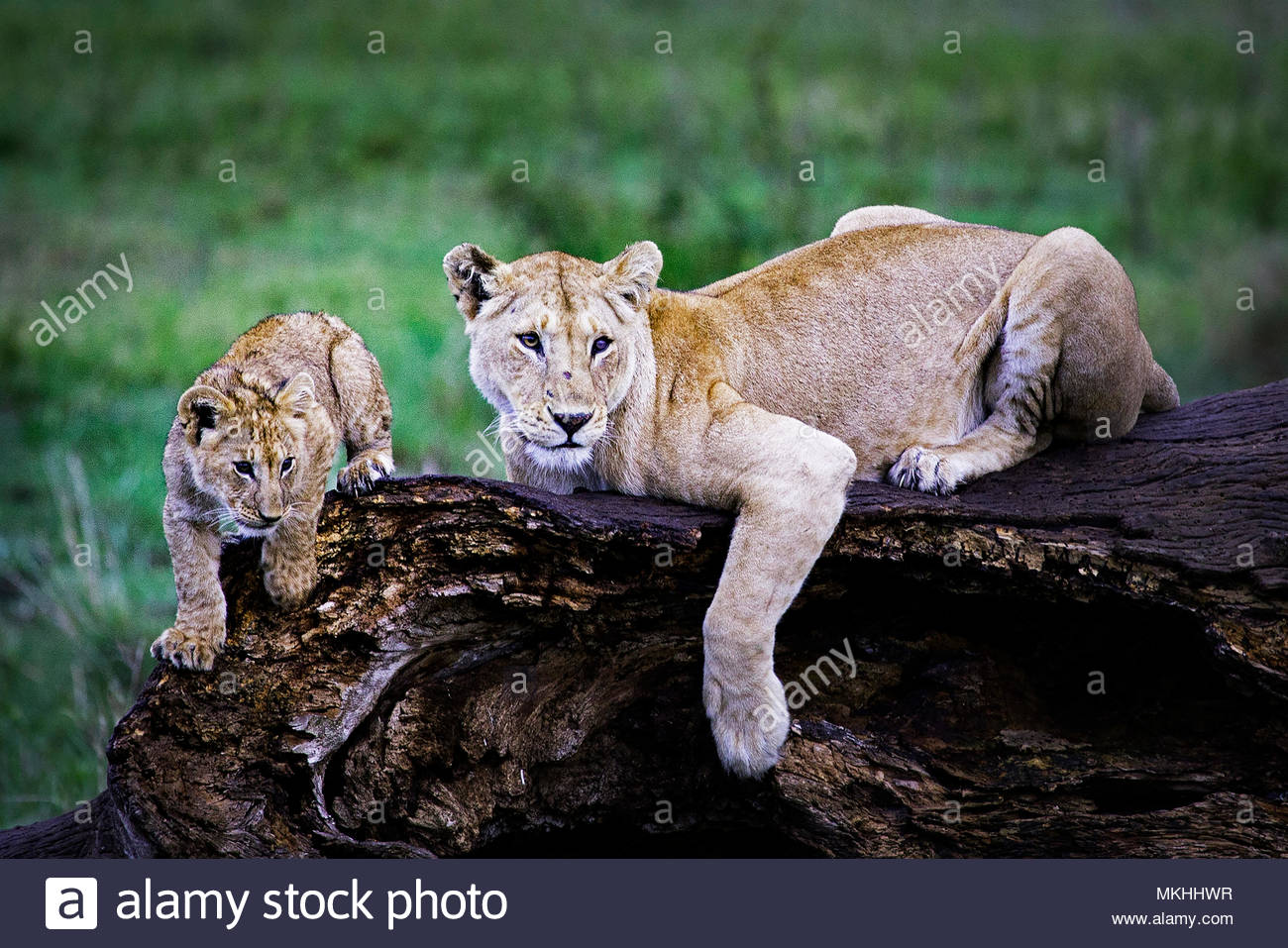 Dead Lion Cub Stock Photos & Dead Lion Cub Stock Images - Alamy