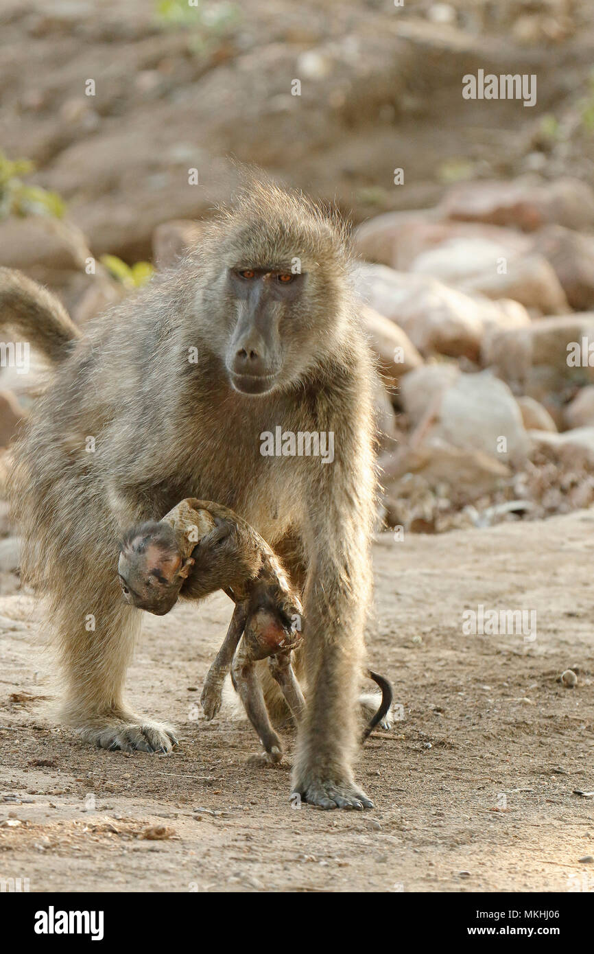 Died Baby Baboon