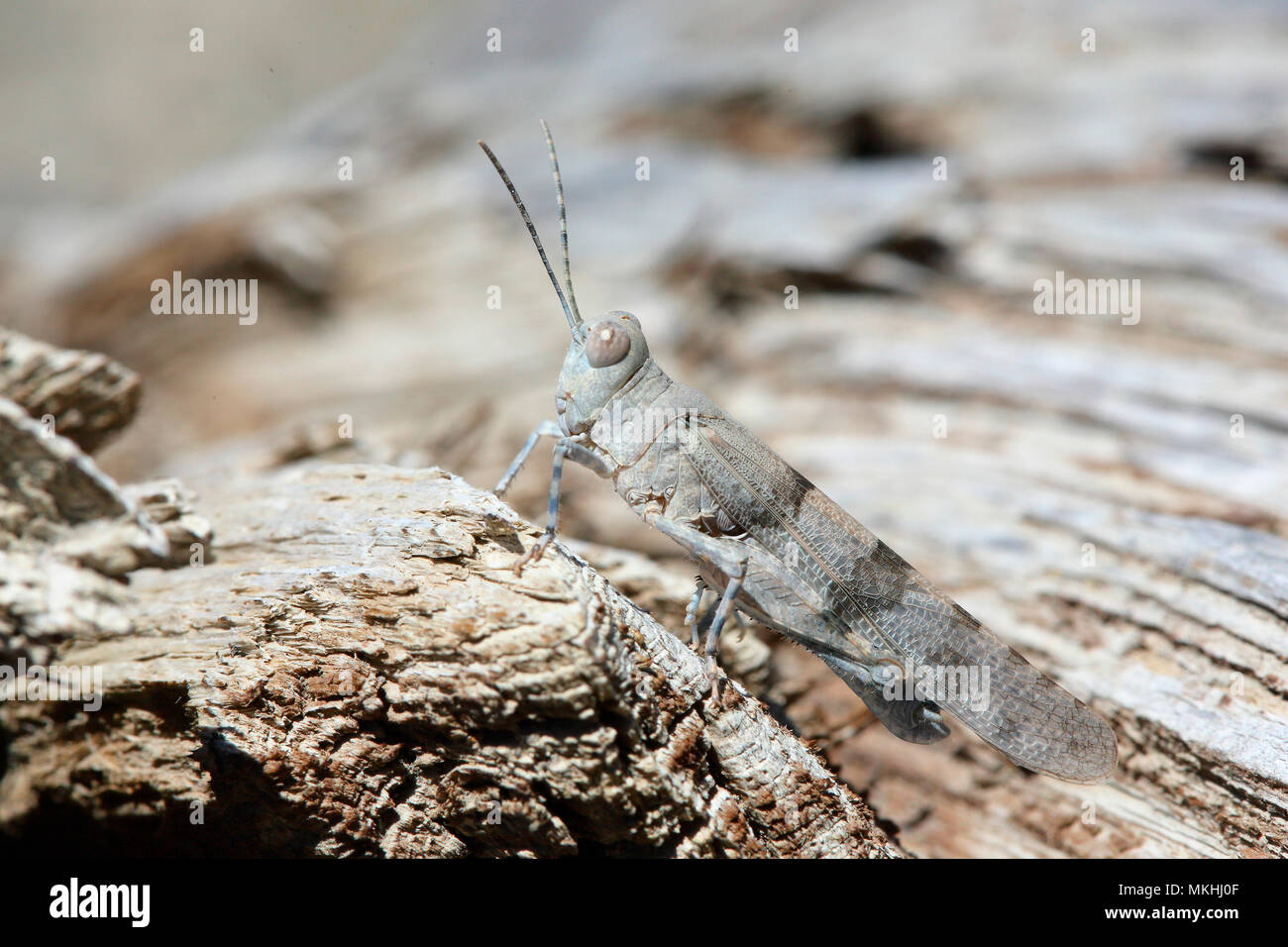 Blue sand-grasshopper (Sphingonotus caerulans)), Alpes de Haute ...