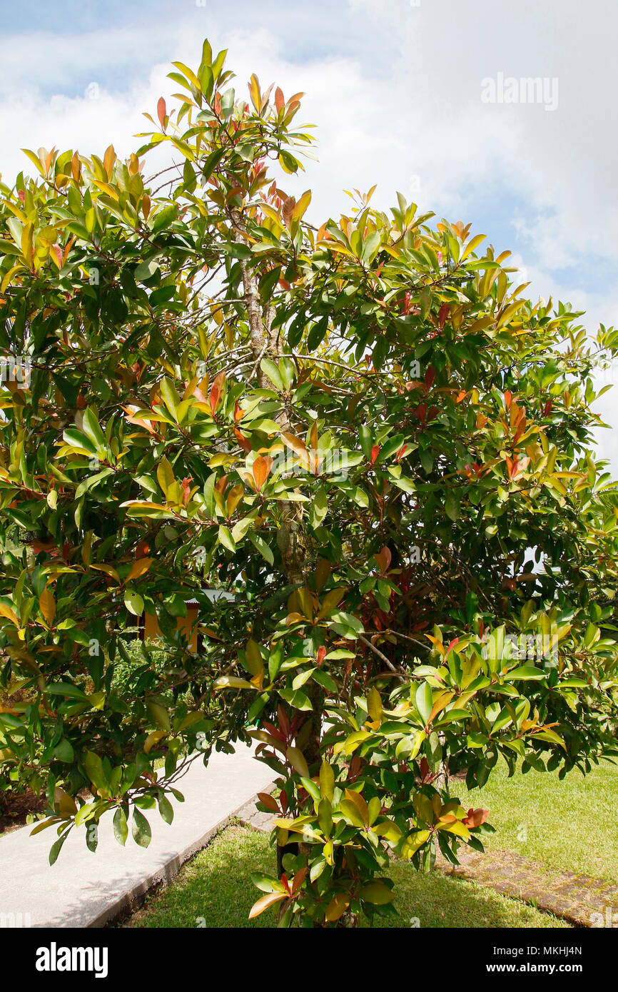 Myrsinaceae hi-res stock photography and images - Alamy