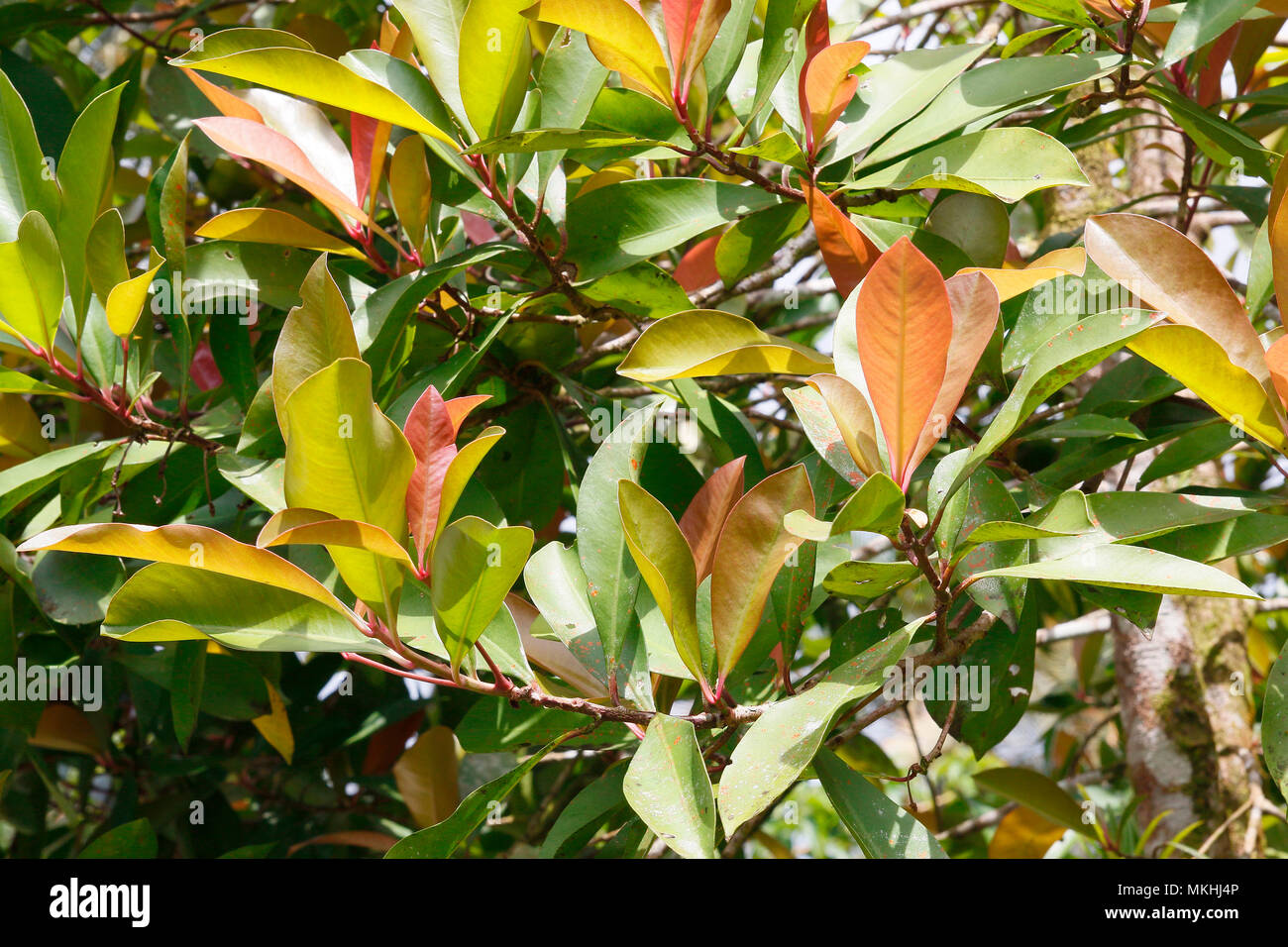 Myrsinaceae hi-res stock photography and images - Alamy