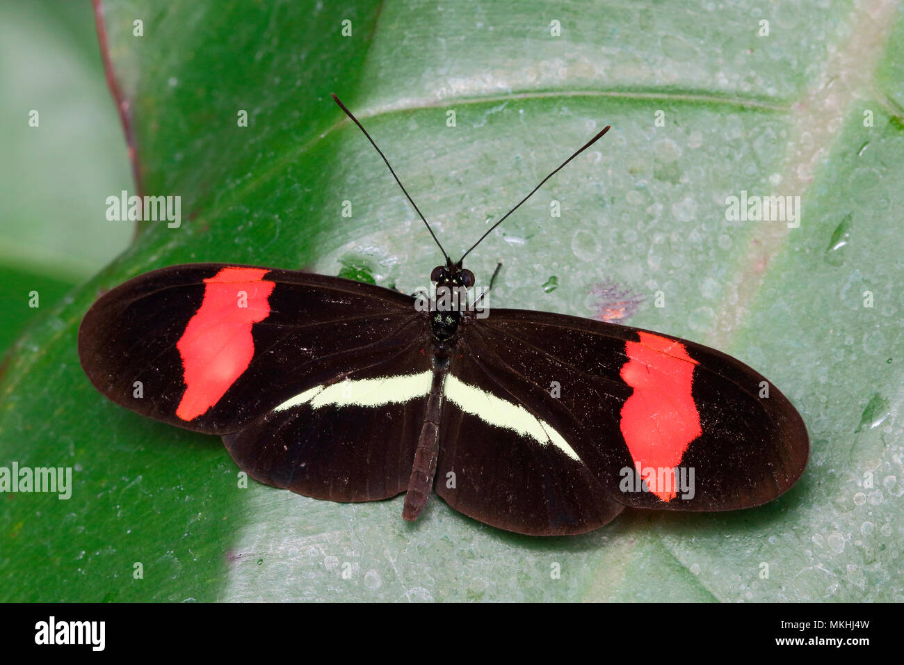 Postman butterfly (Heliconius melpomene rosina) on a leaf, Costa Rica ...