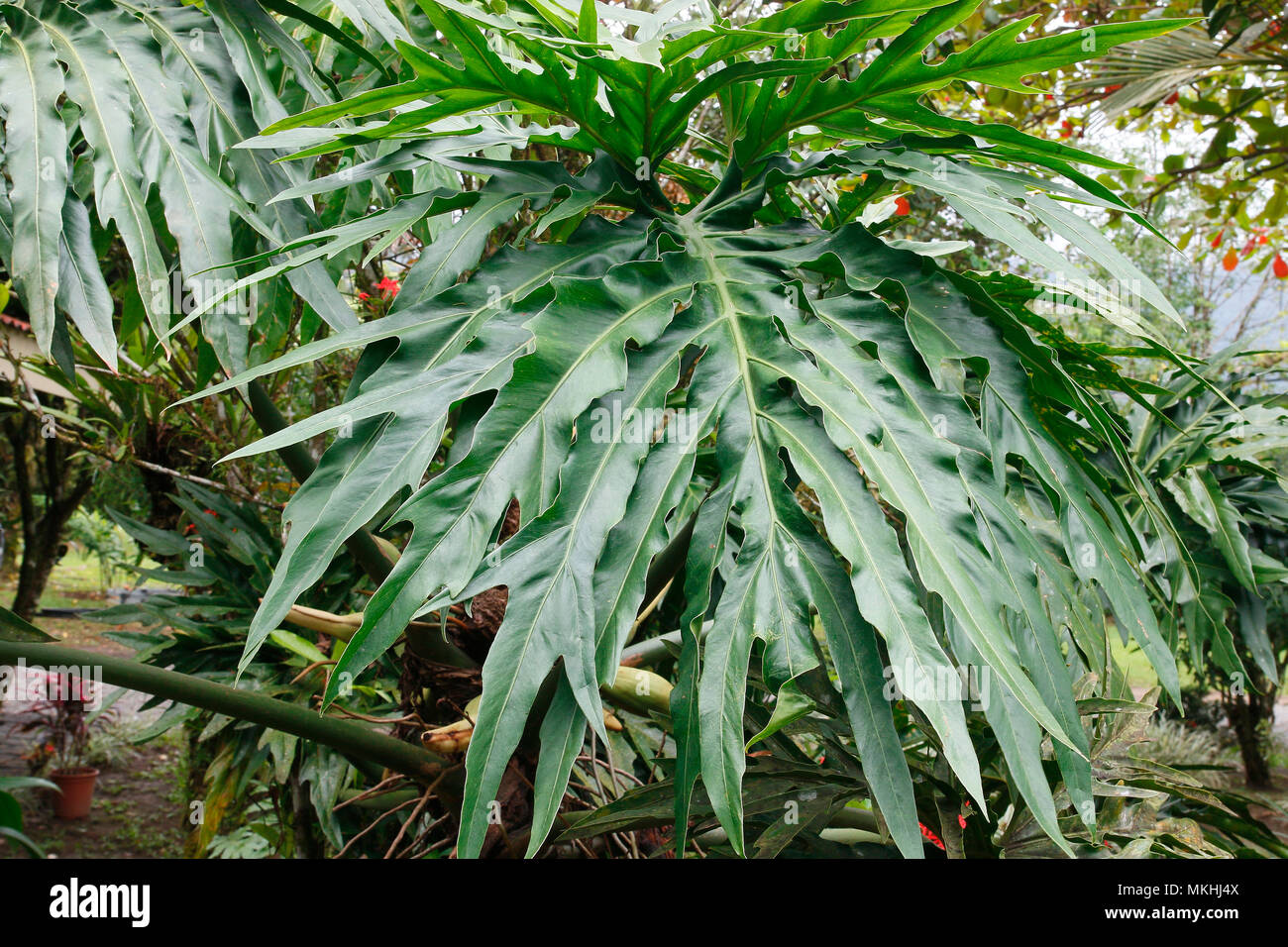 Tarovine (Monstera deliciosa), Collectible plant in the garden of a ...