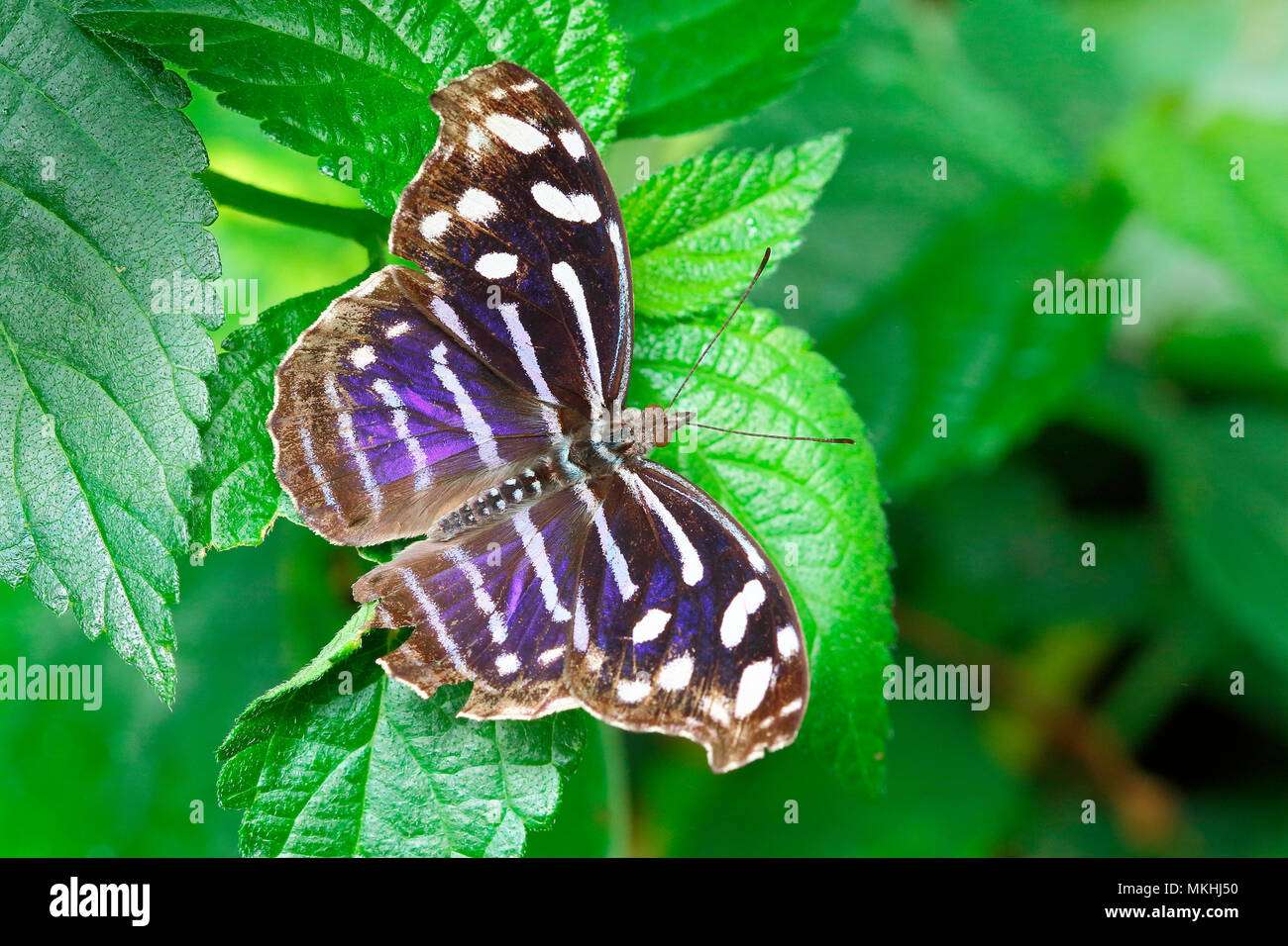 Whitened bluewing myscelia cyaniris cyaniris hi-res stock photography ...