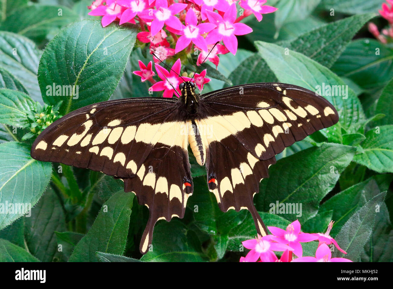 Papilio Thoas Nealces High Resolution Stock Photography and Images - Alamy