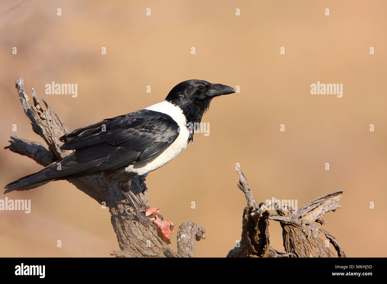 Pied Raven High Resolution Stock Photography and Images - Alamy