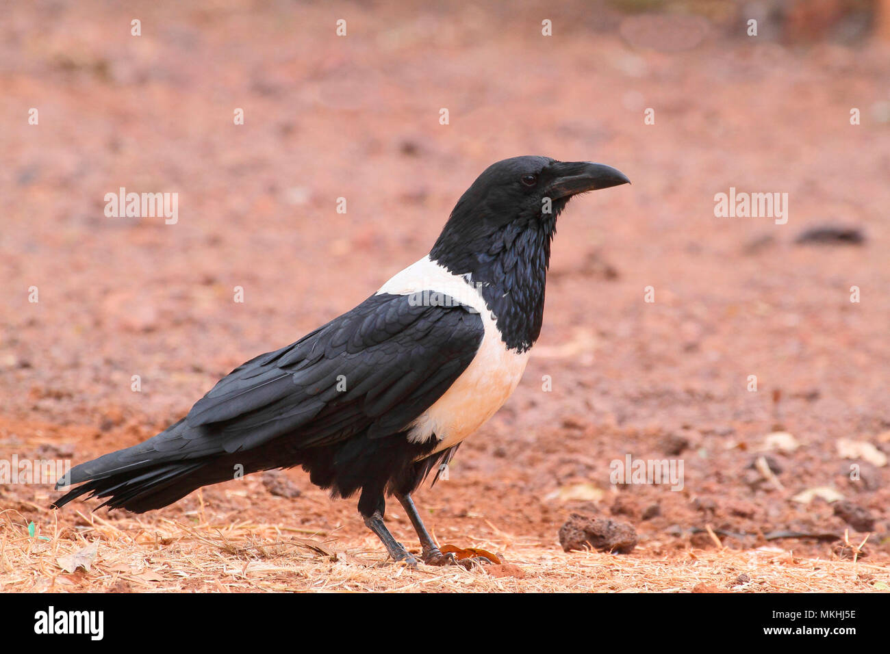Pied Crow (Corvus albus) adult in red earth observing, North Tanzania ...
