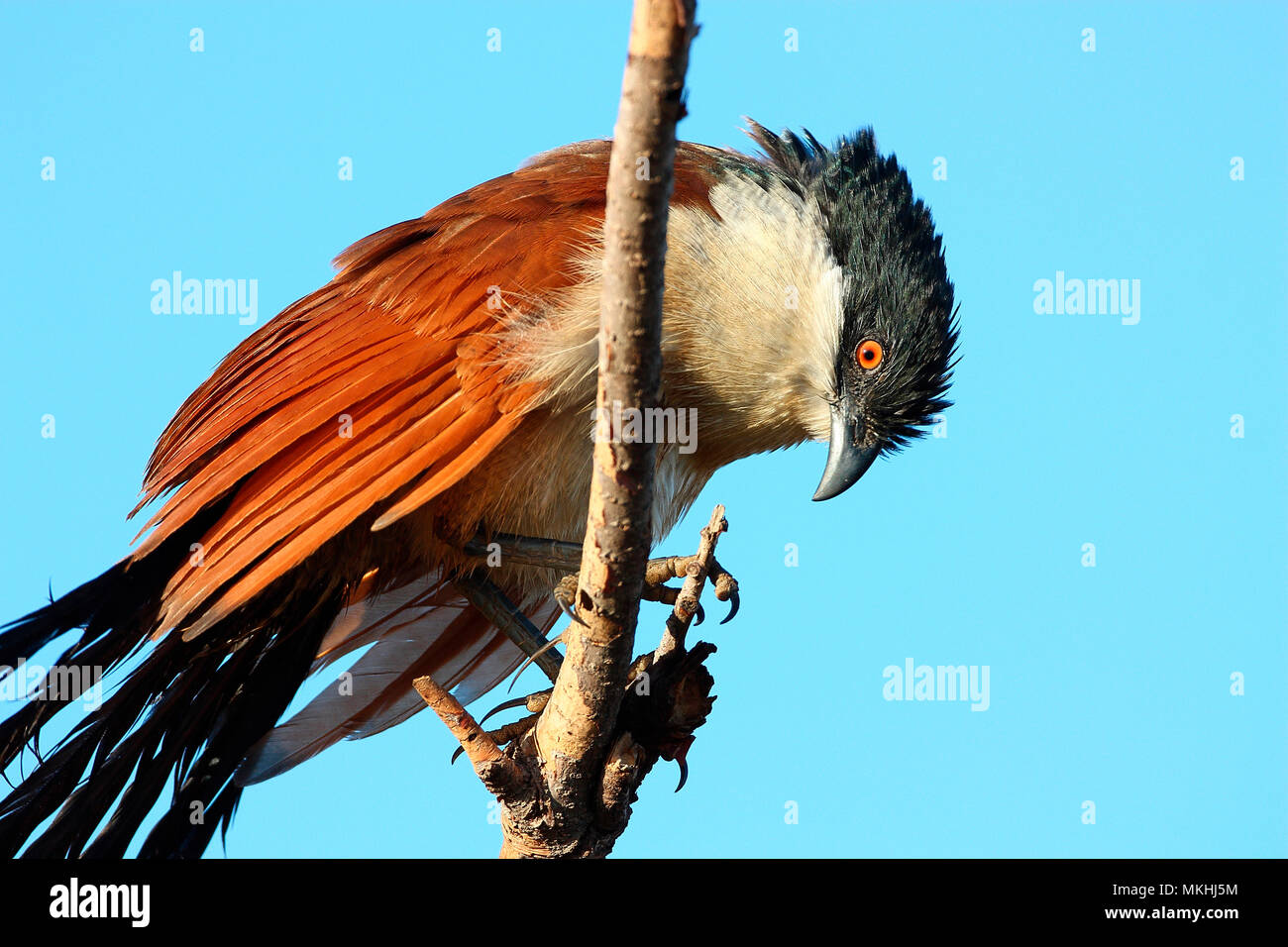 Centropus senegalensis hi-res stock photography and images - Alamy