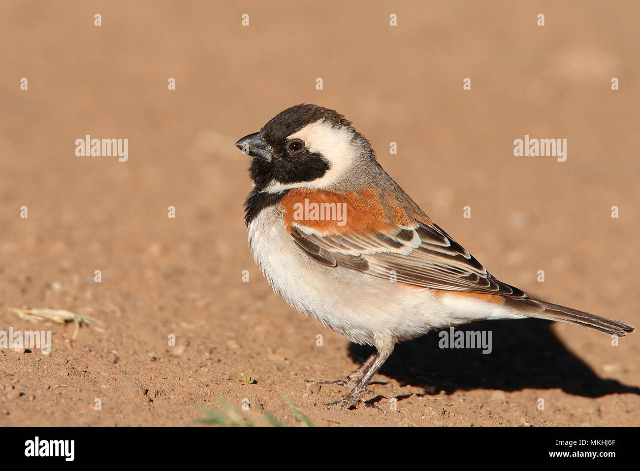 Cape sparrow (Passer melanurus) adult male on ground observing, South ...