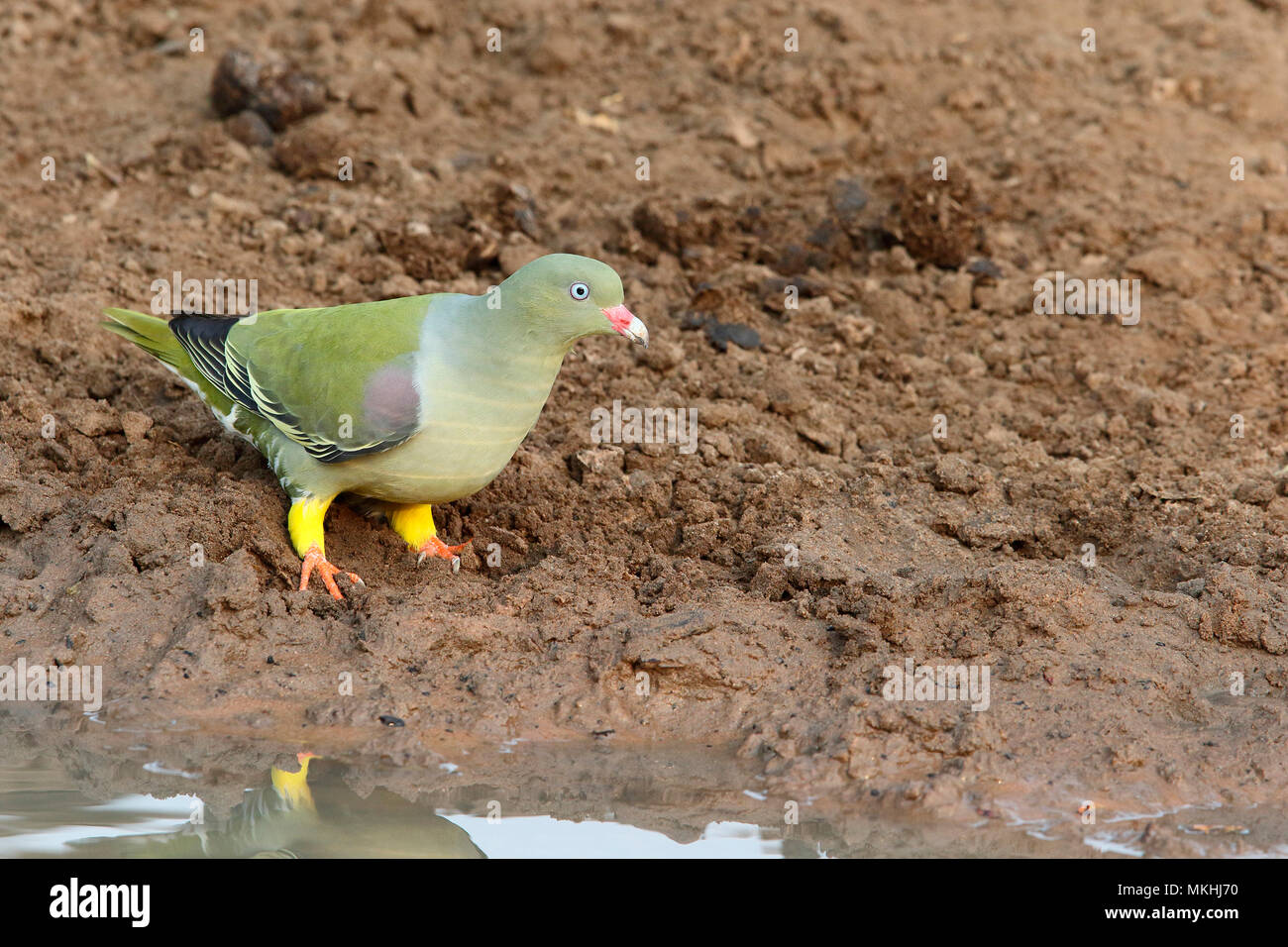 African green pigeon (Treron calvus) adult at the pond observing, South ...