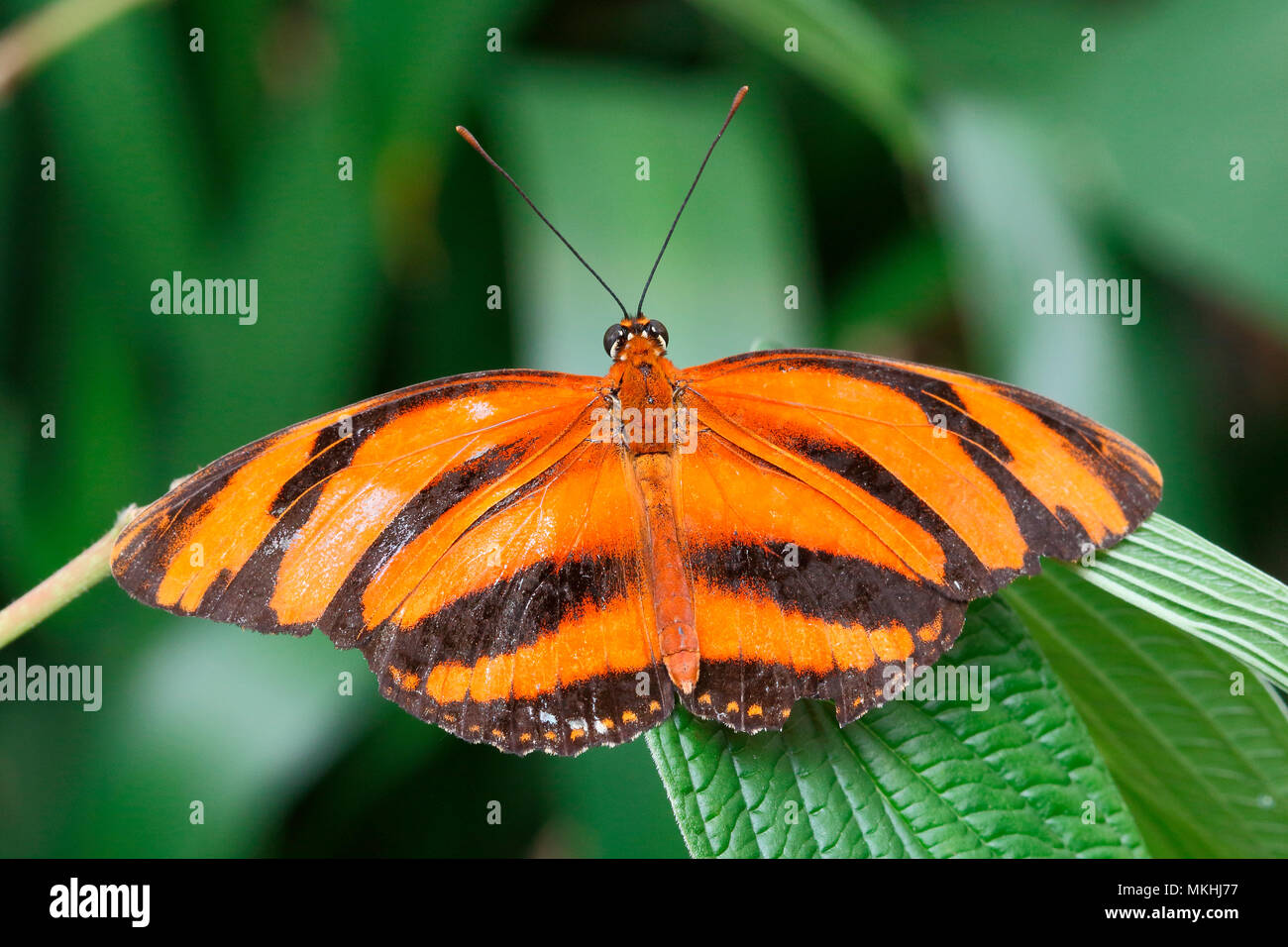 Heliconian heliconiinae sp hi-res stock photography and images - Alamy