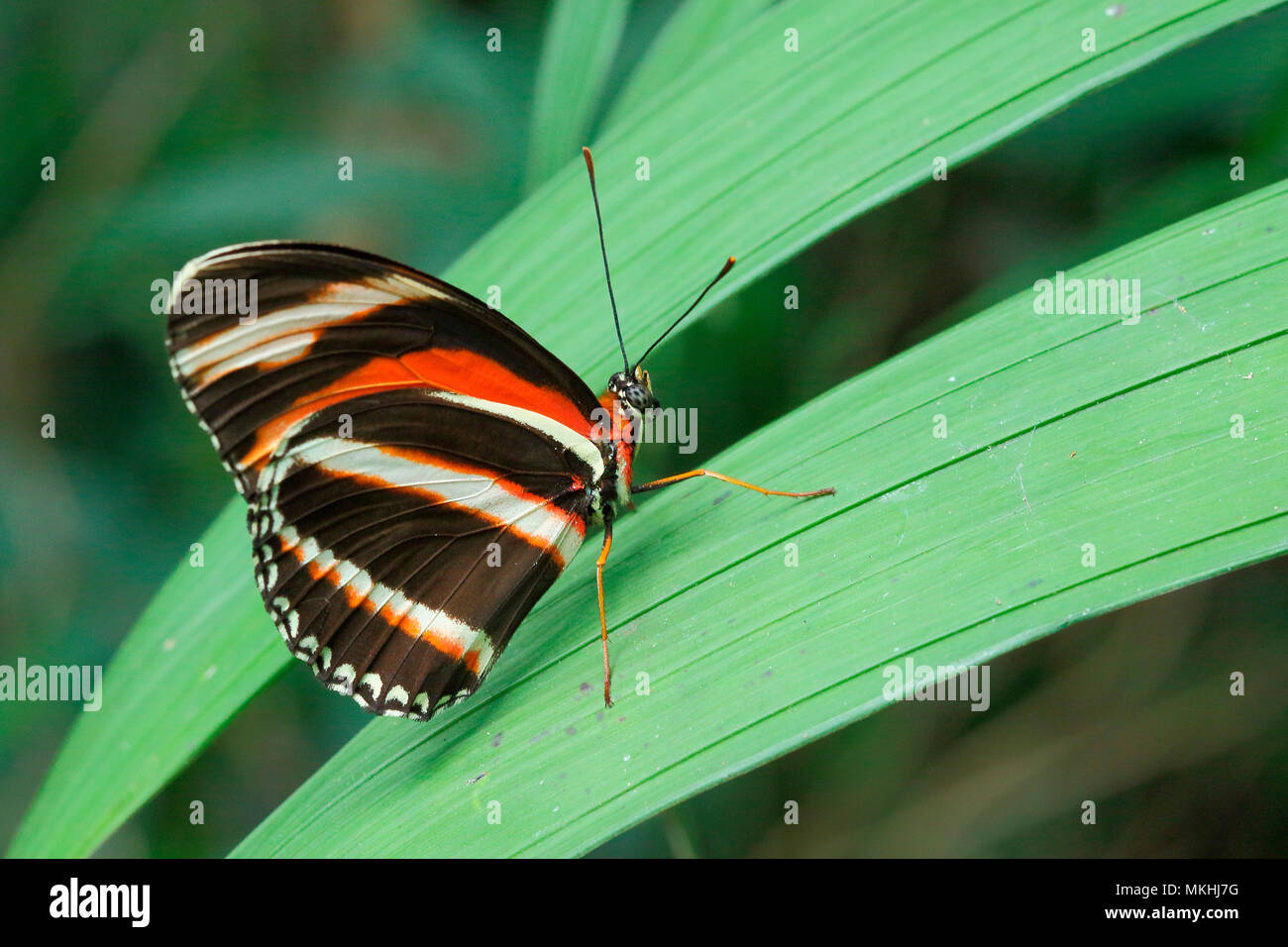 Banded Orange Heliconian (Dryadula phaetusa) posed on a leaf closed ...
