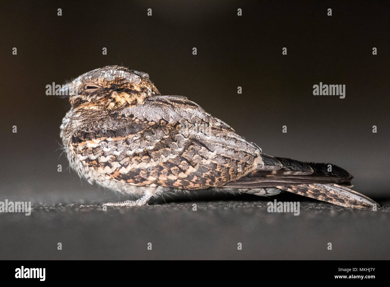 Red necked nightjar caprimulgus ruficollis hi-res stock photography and ...