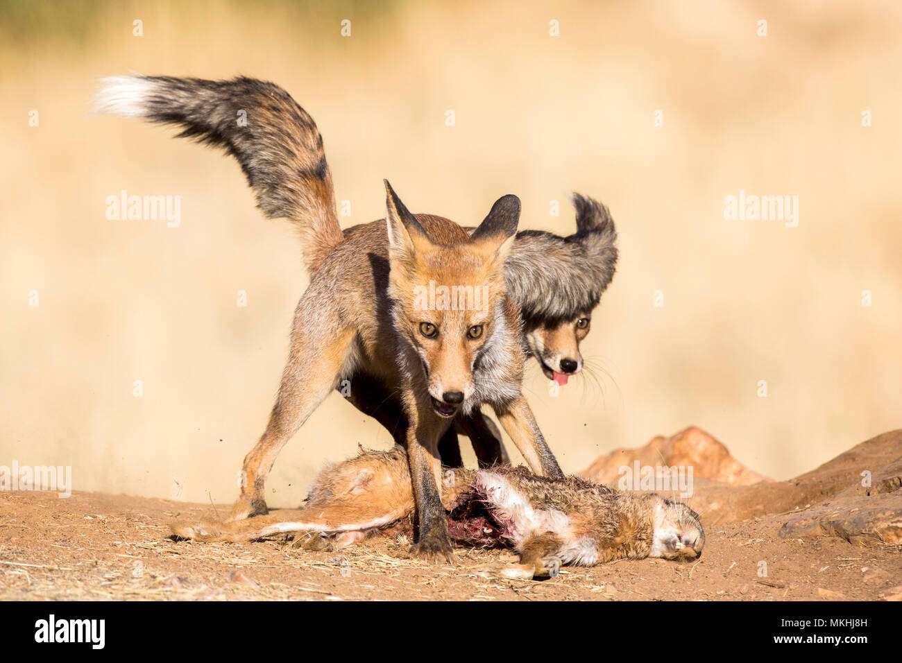 Two foxes fighting in hi-res stock photography and images - Alamy