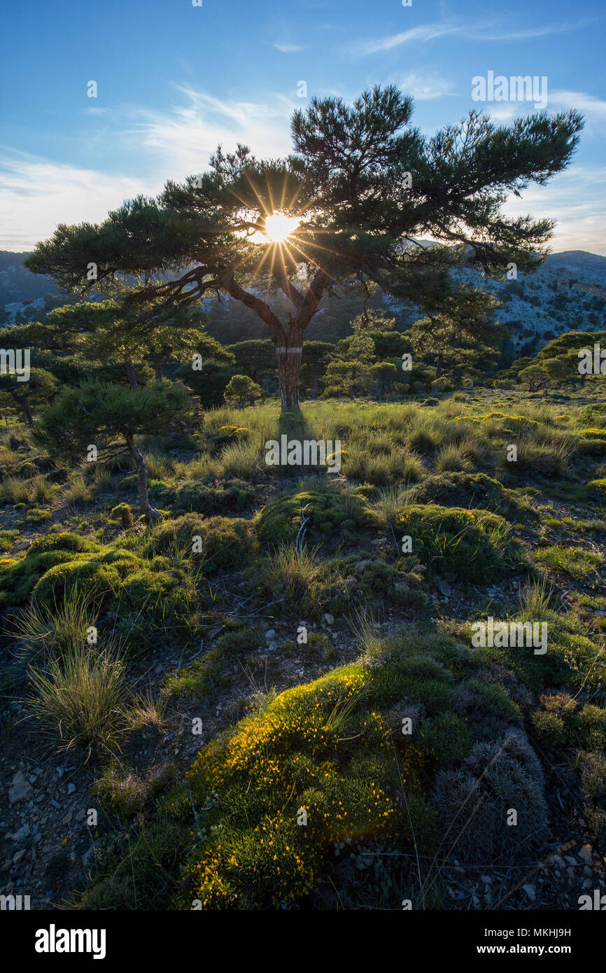 Pines Pinus Sp High Resolution Stock Photography and Images - Alamy