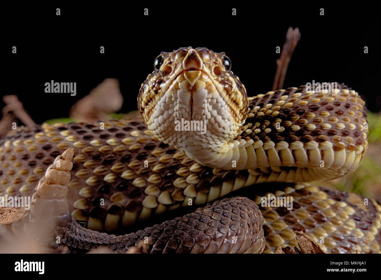 Portrait of Cascabel Rattlesnake (Crotalus durissus terrificus Stock ...