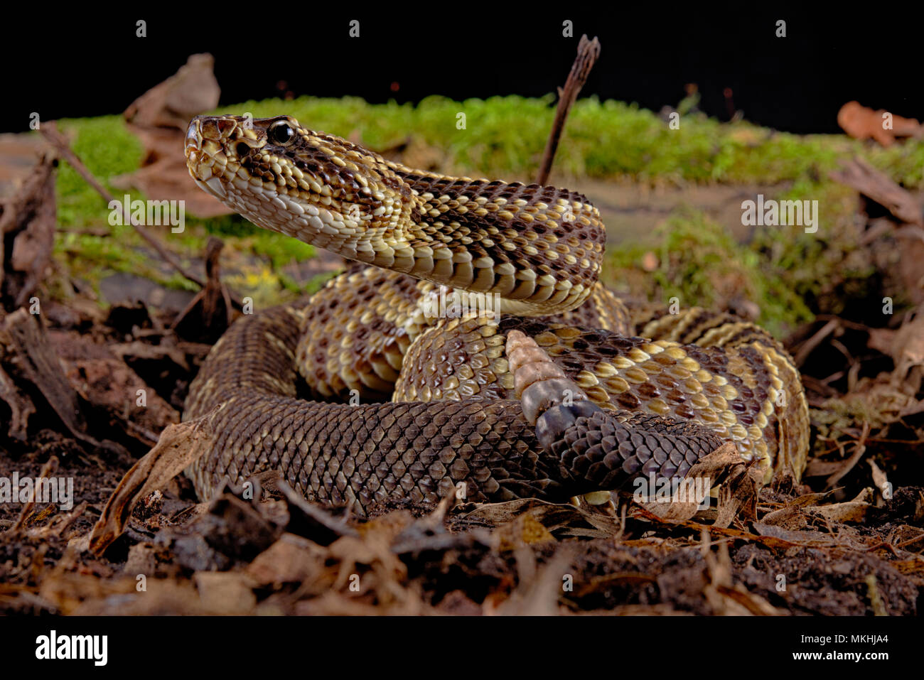 Cascabel Rattlesnake (Crotalus durissus terrificus Stock Photo - Alamy