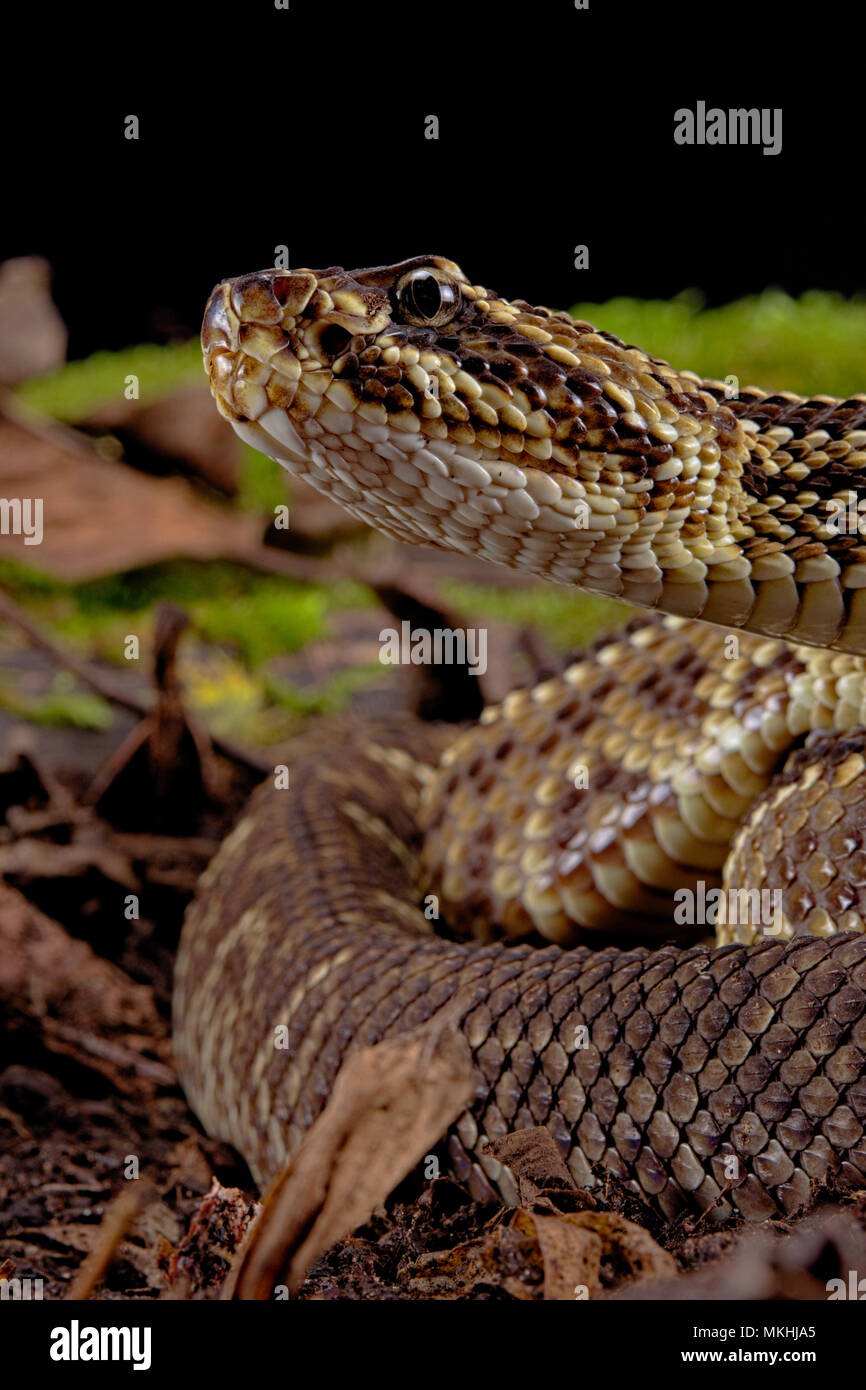 Portrait of Cascabel Rattlesnake (Crotalus durissus terrificus Stock ...