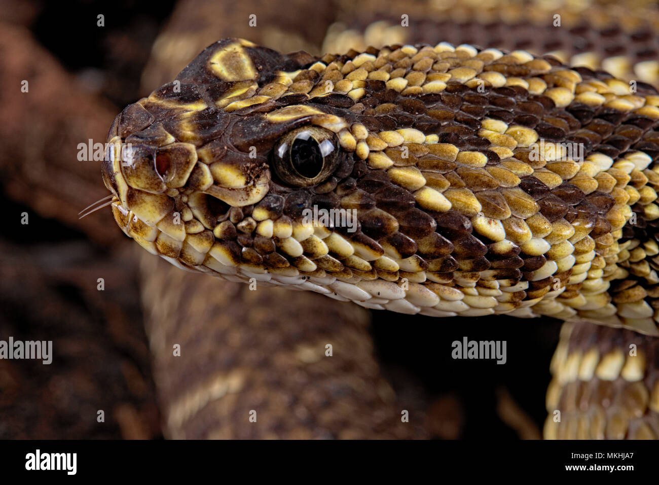 Crotalus durissus hi-res stock photography and images - Alamy
