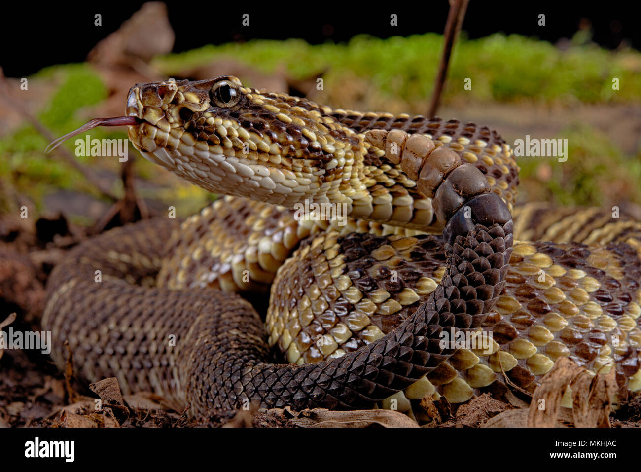 Neotropical rattlesnake hi-res stock photography and images - Alamy